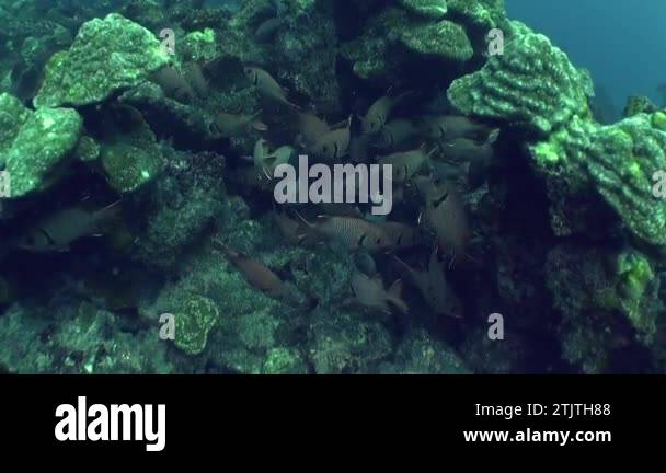 Mesmerizing vista of marine life and coral reefs in Isla Del Coco ...