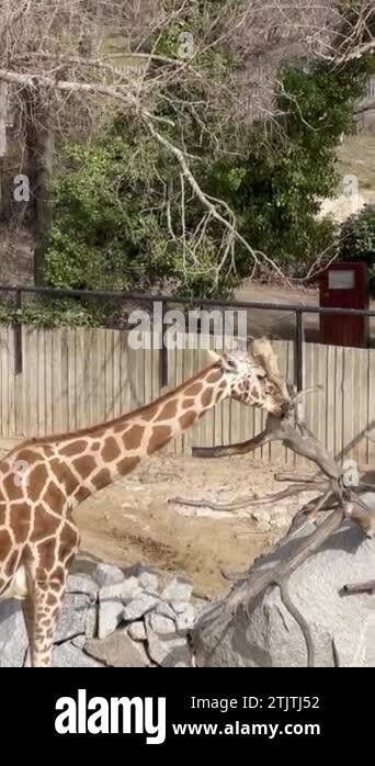 Giraffe bottom Stock Videos & Footage - HD and 4K Video Clips - Alamy