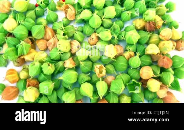 Ashwagandha fruits herbal medicine. Withania somnifera plant known as ...