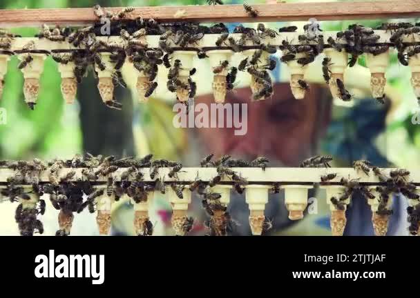 Breeding bee Stock Videos & Footage - HD and 4K Video Clips - Alamy