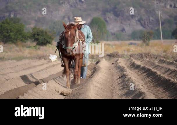 Teamwork: Mexican peasant farmer and his horse in the preparation of ...