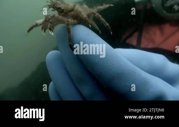 Underwater video in cold clear water of the Arctic Ocean and floating ...