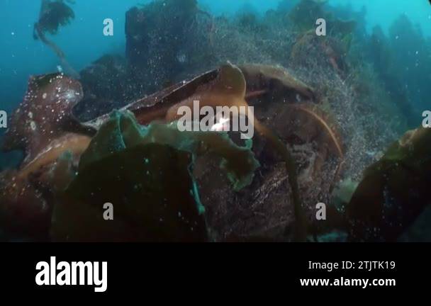 Underwater arctic landscape video in cold clear water of the Arctic ...