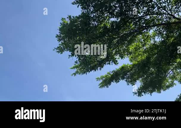 Terminalia tree Stock Videos & Footage - HD and 4K Video Clips - Alamy