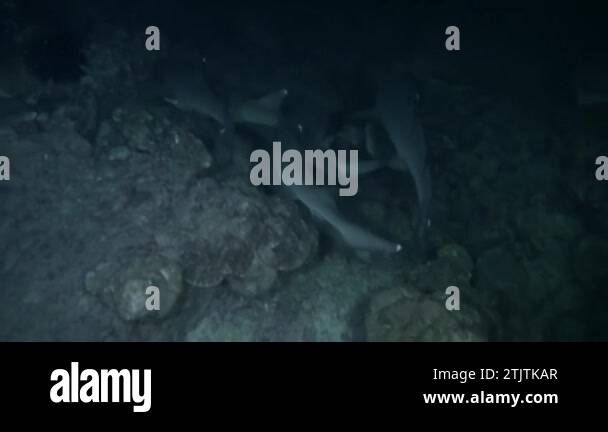 Diving with pack of reef sharks up close in waters of Isla del Coco ...