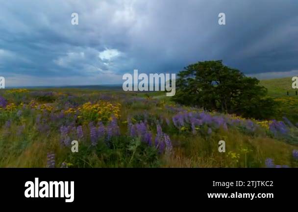 Lupine on rowena crest Stock Videos & Footage - HD and 4K Video Clips ...