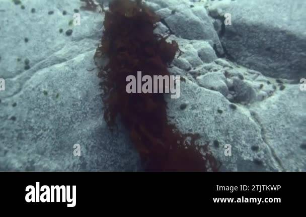 Underwater video in cold clear water of the Southern Ocean in ...