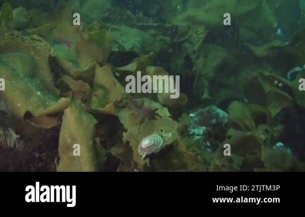 Underwater video in cold clear water of the Southern Ocean in ...