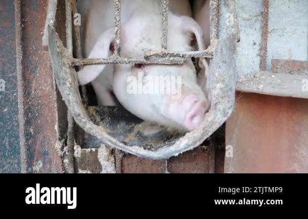 Pig's head in the feed loading hole, breeding pigs in a small farm ...