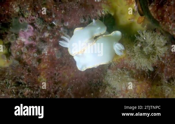 Underwater landscape video in water of New Zealand in Pacific Ocean and ...
