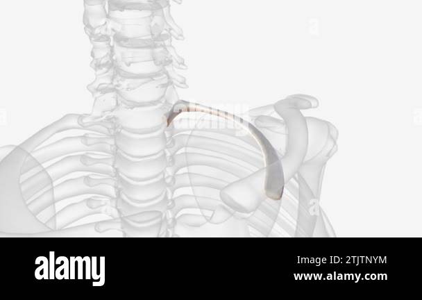 The first rib is the most superior of the twelve ribs Stock Video ...