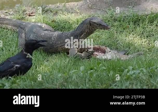 A crow secretly snatched a fish carcass. When Varanus Salvator is ...