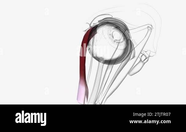 Lateral rectus muscle Stock Videos & Footage - HD and 4K Video Clips ...