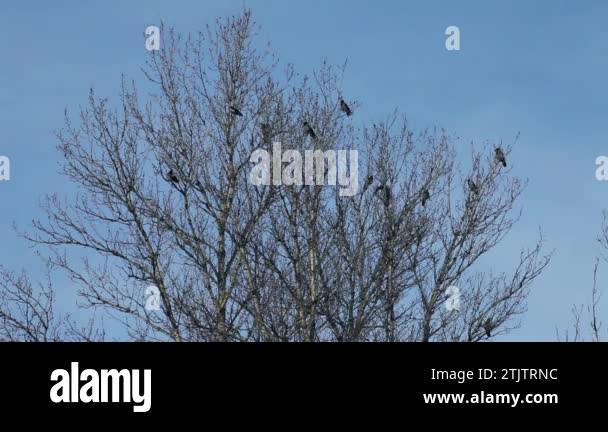 Crows in a tree Stock Videos & Footage - HD and 4K Video Clips - Alamy