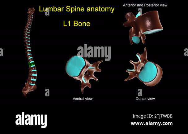 Lumbar vertebra anterior Stock Videos & Footage - HD and 4K Video Clips ...