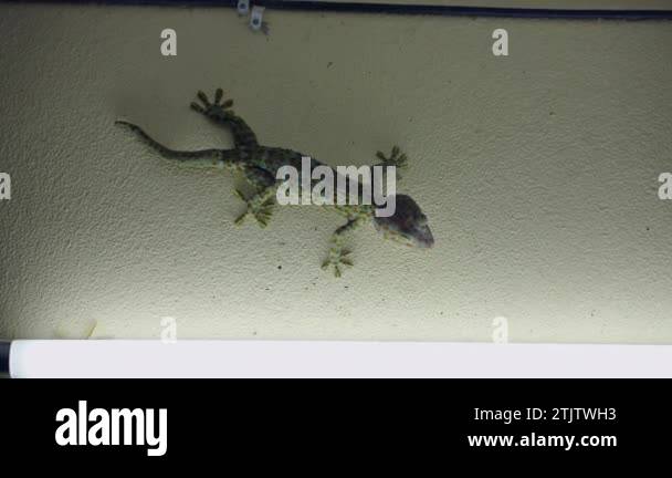 Flying gecko Stock Videos & Footage - HD and 4K Video Clips - Alamy