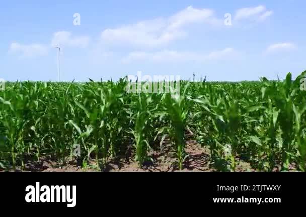 Young green sprouts of maize plant cultivated in field. Concept of ...