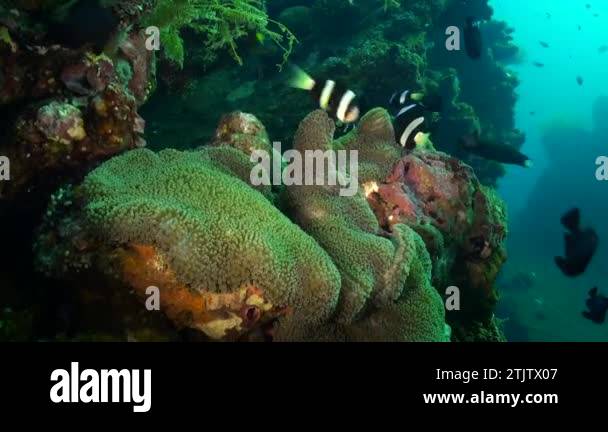 Clown fish and anemone surprise partnership in underwater world ...