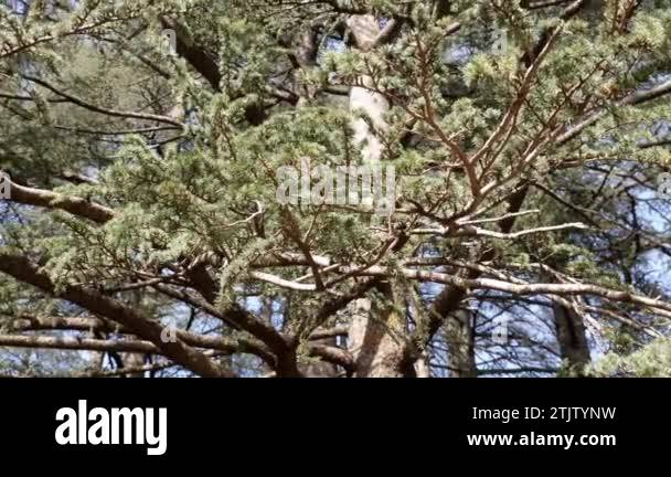 Beautiful tall Atlas cedar tree in a forest, Azrou, Morocco. The wood ...