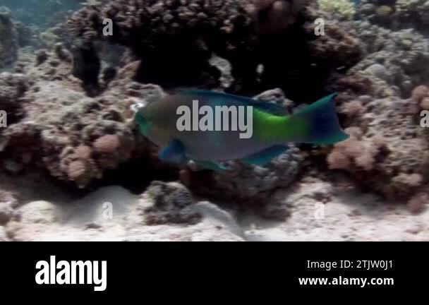 Close-up fish Calotomus viridescens Parrot fish on underwater coral ...