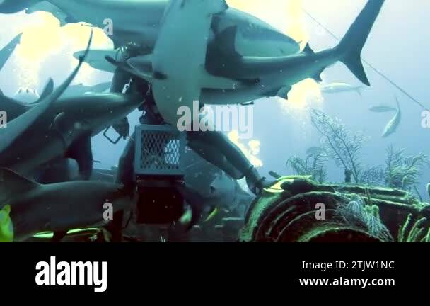 People with pack of sharks in school of fish in underwater marine ...
