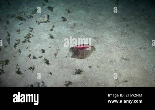 Clam with shell under water at bottom of sea. Despite their beauty and ...