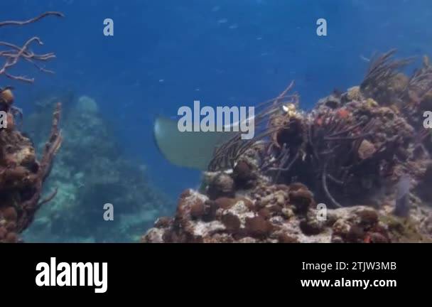 Stingray Dasyatis Americana on underwater coral reef in Caribbean Sea ...