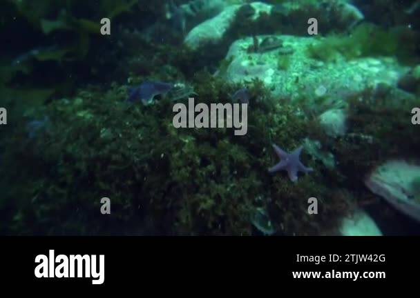 Underwater video in cold clear water of the Southern Ocean in ...