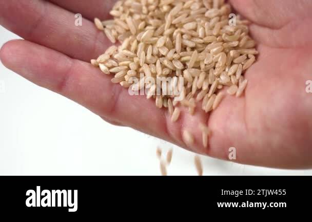Dry sowing rice Stock Videos & Footage - HD and 4K Video Clips - Alamy