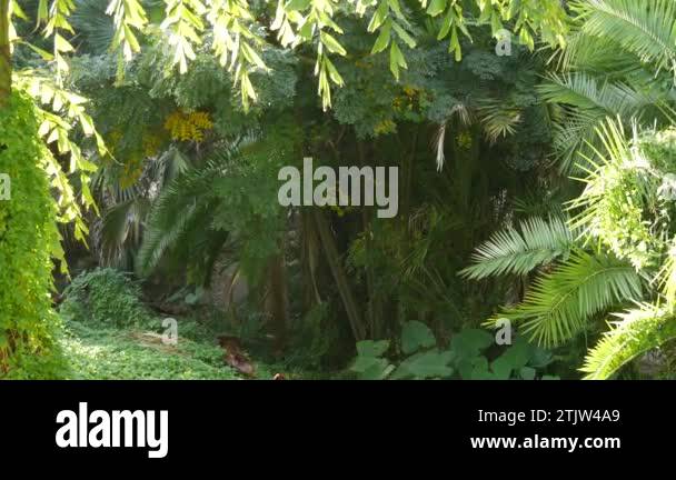 Amazon rainforest plants Stock Videos & Footage - HD and 4K Video Clips ...