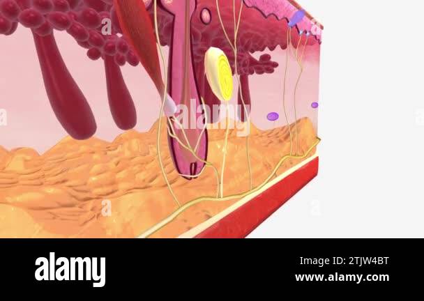 Pacinian corpuscles skin Stock Videos & Footage - HD and 4K Video Clips ...