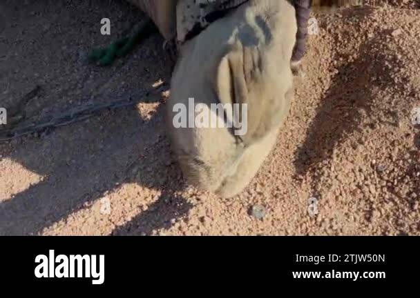 Sleeping camel Stock Videos & Footage - HD and 4K Video Clips - Alamy