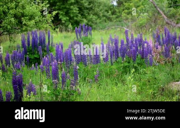 Blue color in nature Stock Videos & Footage - HD and 4K Video Clips - Alamy