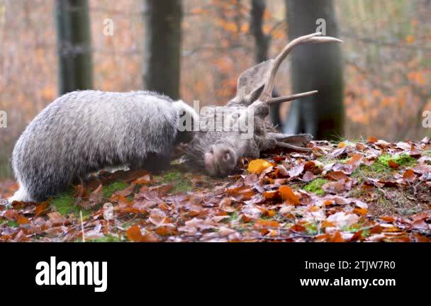 European badger eating fallen Red deer. Scavenger in action. Meles ...