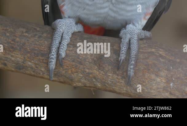 Claws only Stock Videos & Footage - HD and 4K Video Clips - Alamy