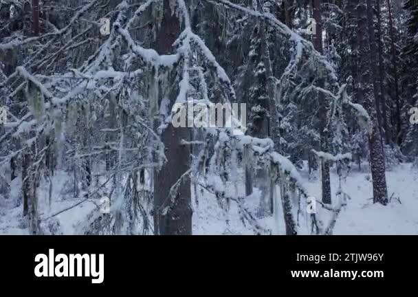 Boreal tree top Stock Videos & Footage - HD and 4K Video Clips - Alamy