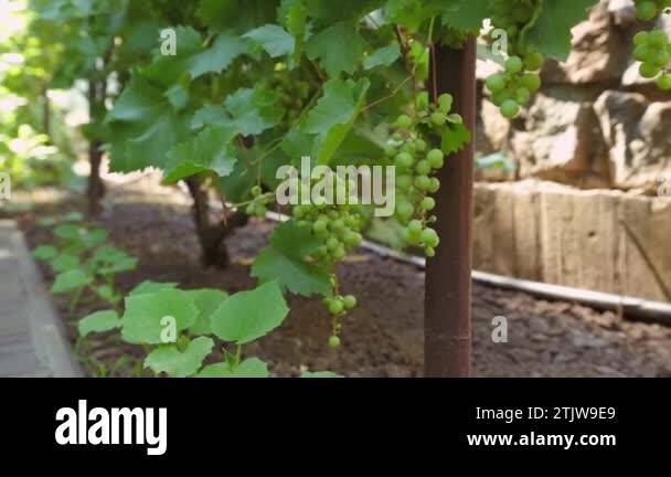 Eco viniculture Stock Videos & Footage - HD and 4K Video Clips - Alamy
