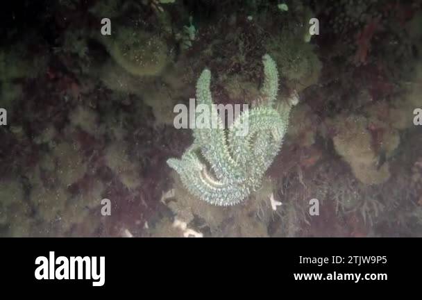 Underwater landscape video in water of New Zealand in Pacific Ocean and ...