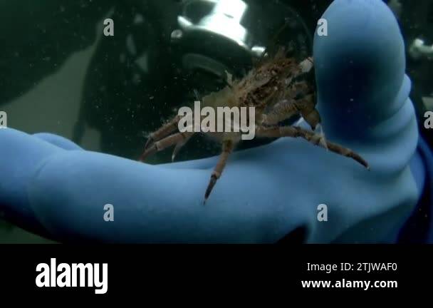 Underwater video in cold clear water of the Arctic Ocean and floating ...