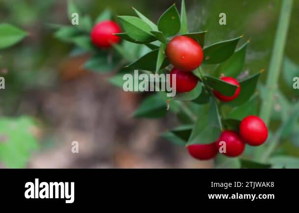 Close up of Ruscus aculeatus known as butchers-broom with red berries ...