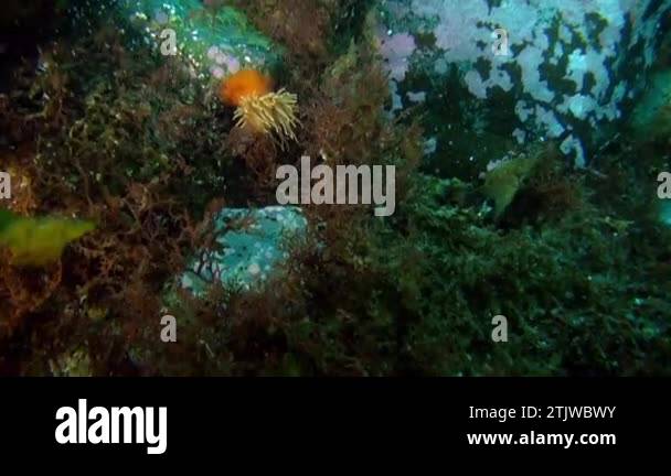 Underwater video in cold clear water of the Southern Ocean in ...