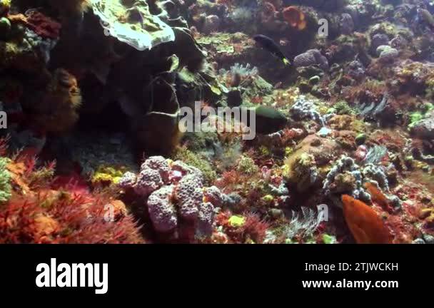Calm beauty of clear fresh coral reef is accentuated by shoal of ...