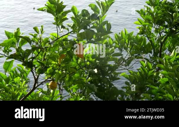 Amalfi lemon tree italy Stock Videos & Footage - HD and 4K Video Clips ...