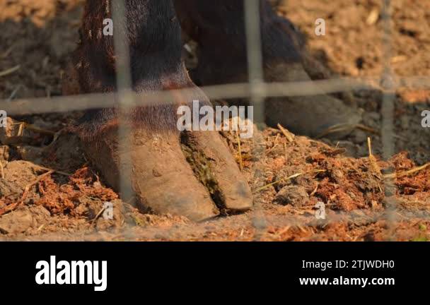 Cow foot Stock Videos & Footage - HD and 4K Video Clips - Alamy