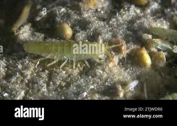 Baltic isopod Stock Videos & Footage - HD and 4K Video Clips - Alamy