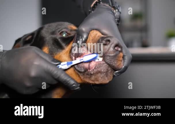 Close-up, a veterinarian checks and cleans the teeth of a Doberman ...
