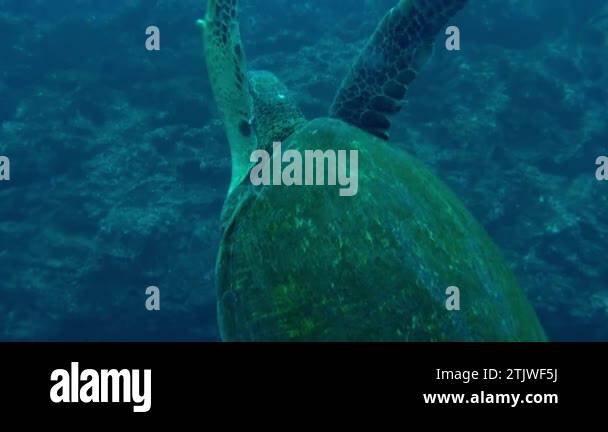Sea turtle underwater close-up in Isla Del Coco on bottom. Schools of ...