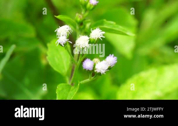 Macro shot Bandotan (Ageratum conyzoides) is a type of agricultural ...
