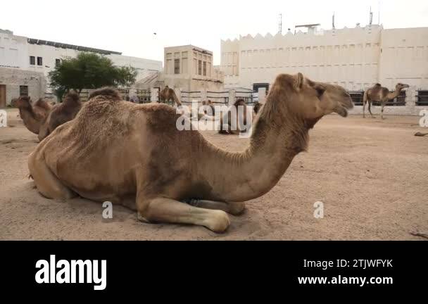 A dromedary from Arabia is taking a break in its shelter. This animal ...