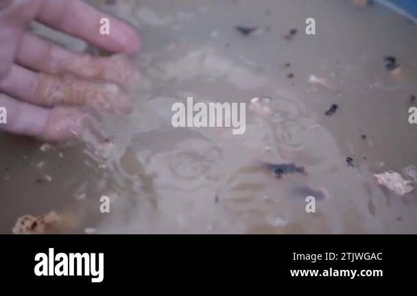 Woman Washing her Hands in a Basin Filled with Dirty, Muddy Water ...